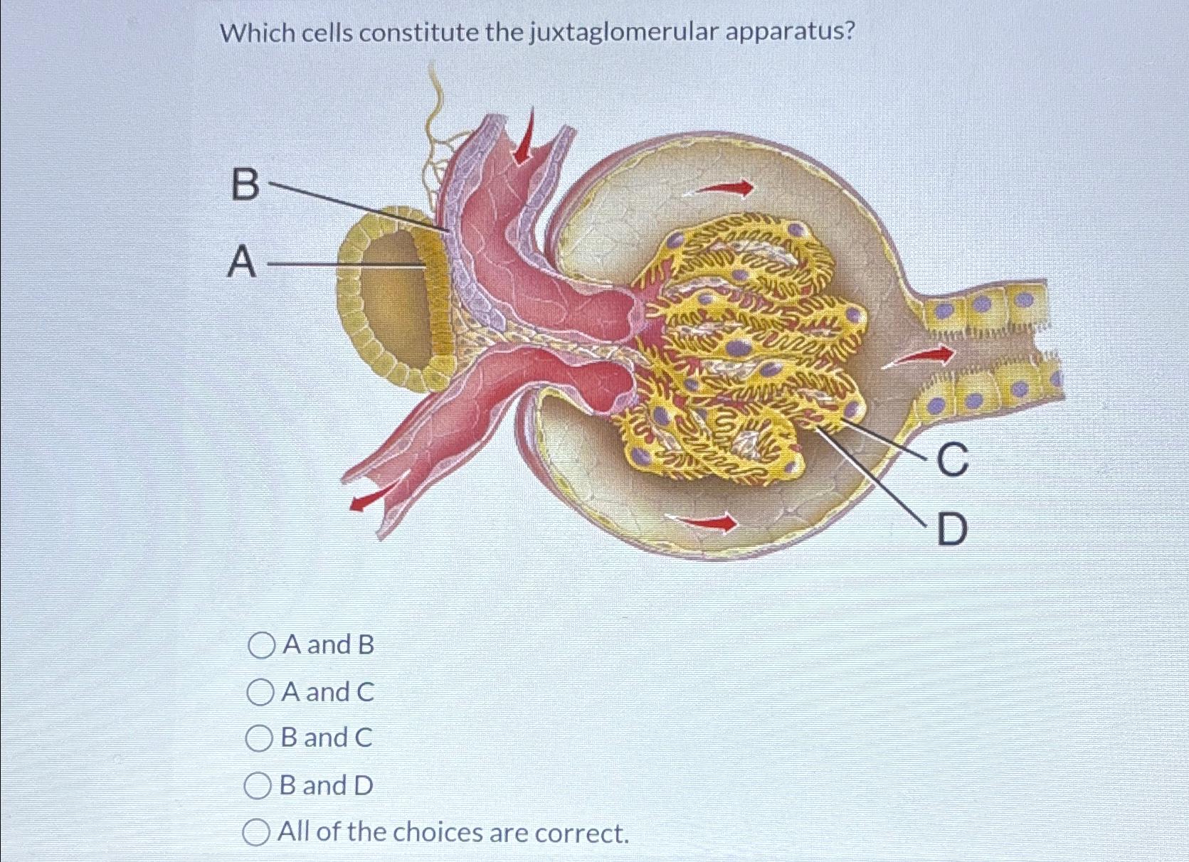 Solved Which cells constitute the juxtaglomerular | Chegg.com