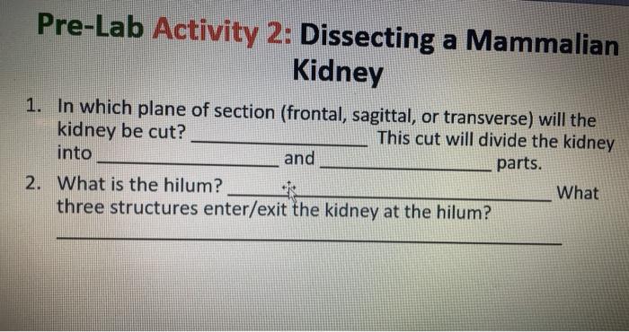 Solved Pre-Lab Activity 2: Dissecting a Mammalian Kidney 1. | Chegg.com
