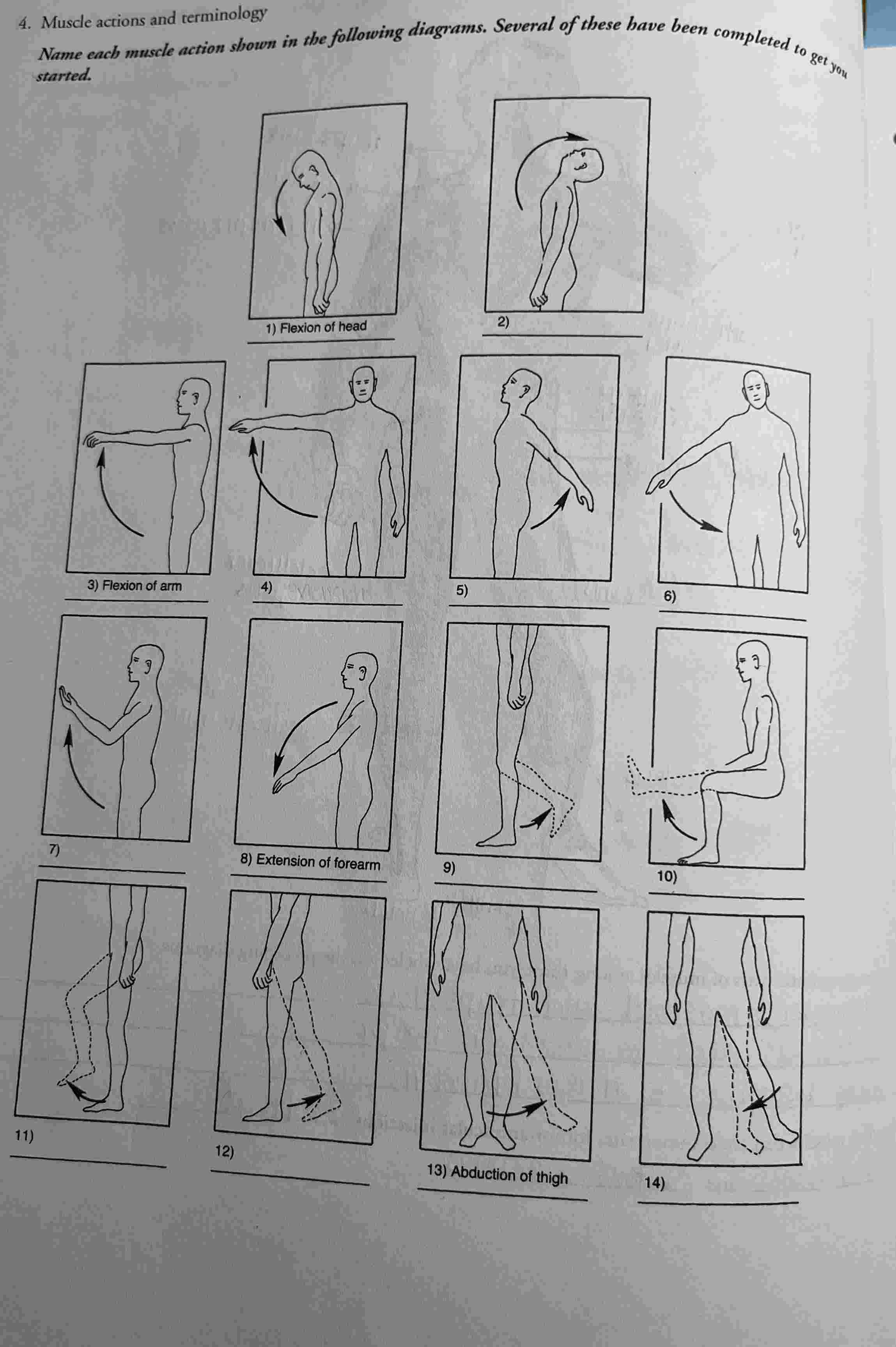 Solved Muscle actions and terminologyName each muscle action | Chegg.com