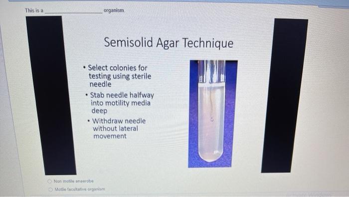 Solved This is a organism Semisolid Agar Technique Select | Chegg.com