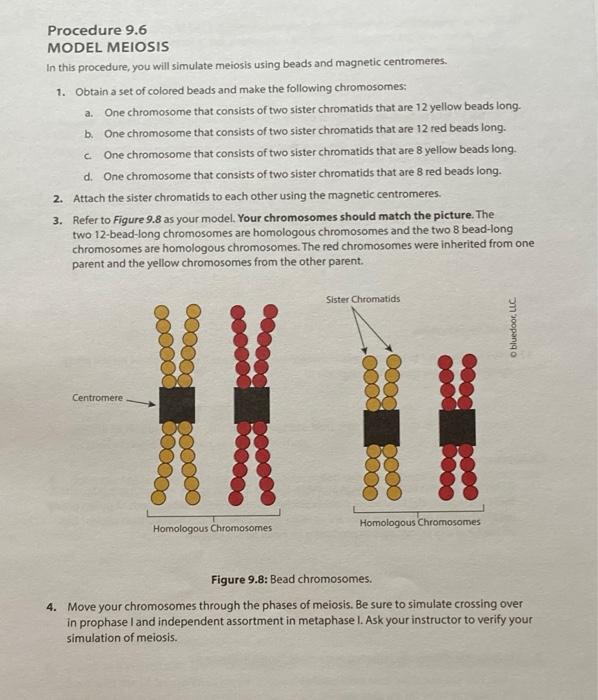 Solved Procedure 9.6 MODEL MEIOSIS In this procedure, you | Chegg.com