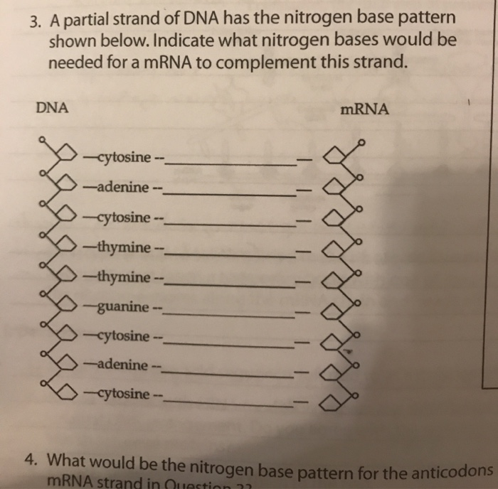 Solved 3. A partial strand of DNA has the nitrogen base | Chegg.com