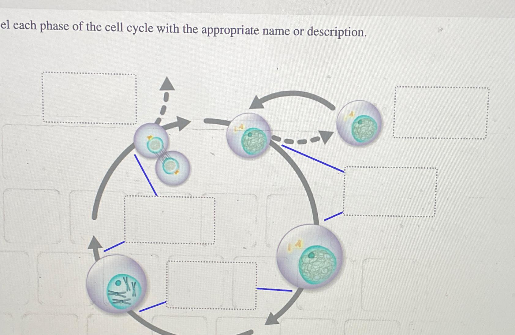Solved el each phase of the cell cycle with the appropriate | Chegg.com