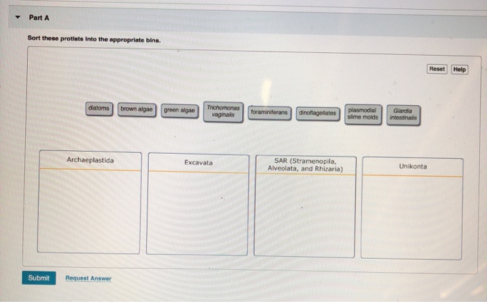 Solved Part A Sort these protists Into the appropriate bins. | Chegg.com