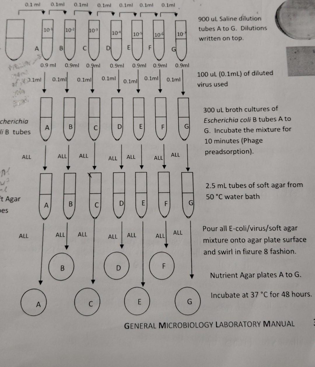 Solved 0.1 ml 0.1ml 0.1ml 0.1ml 0.1ml 0.1mi 0.1ml 101 10-21 | Chegg.com