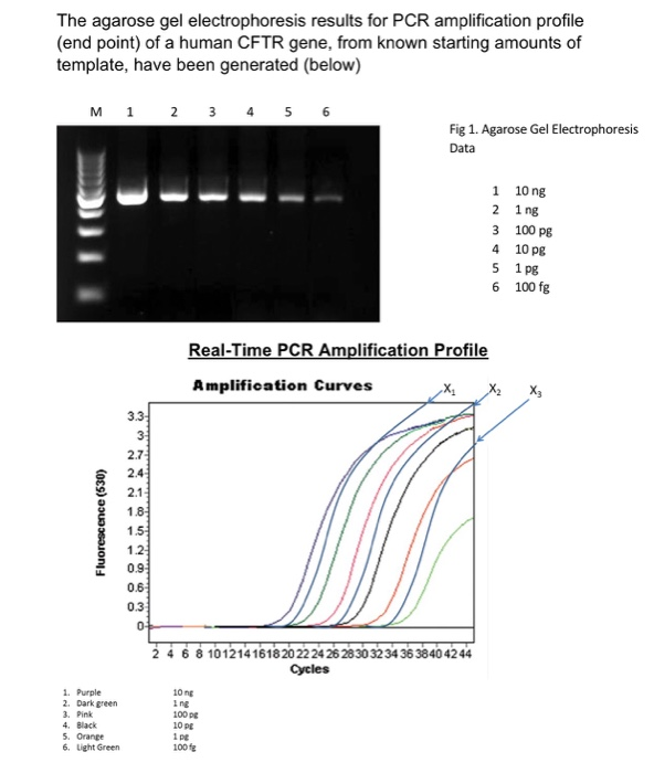Solved Section - Molecular Biology Techniques The agarose | Chegg.com