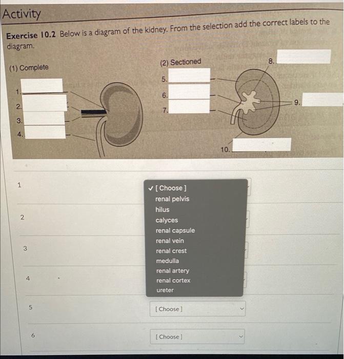 Solved Exercise 10.2 Below is a diagram of the kidney. From | Chegg.com