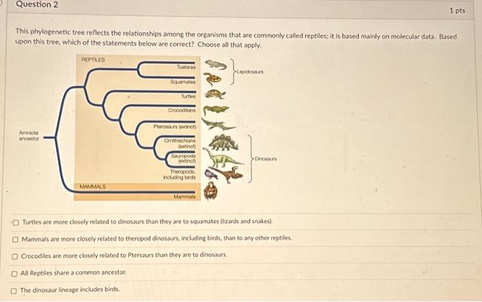 Solved This phylogenetic tree reflects the relationships | Chegg.com
