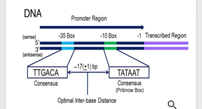 Solved DNA Promoter Region -35 Box -10 Box -1 Transcribed | Chegg.com