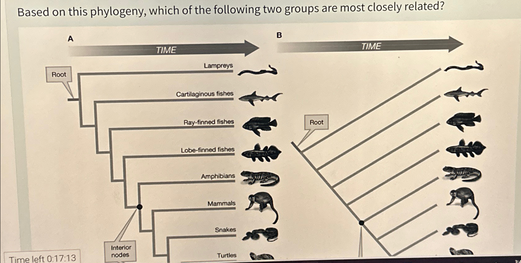 Solved Based on this phylogeny, which of the following two | Chegg.com