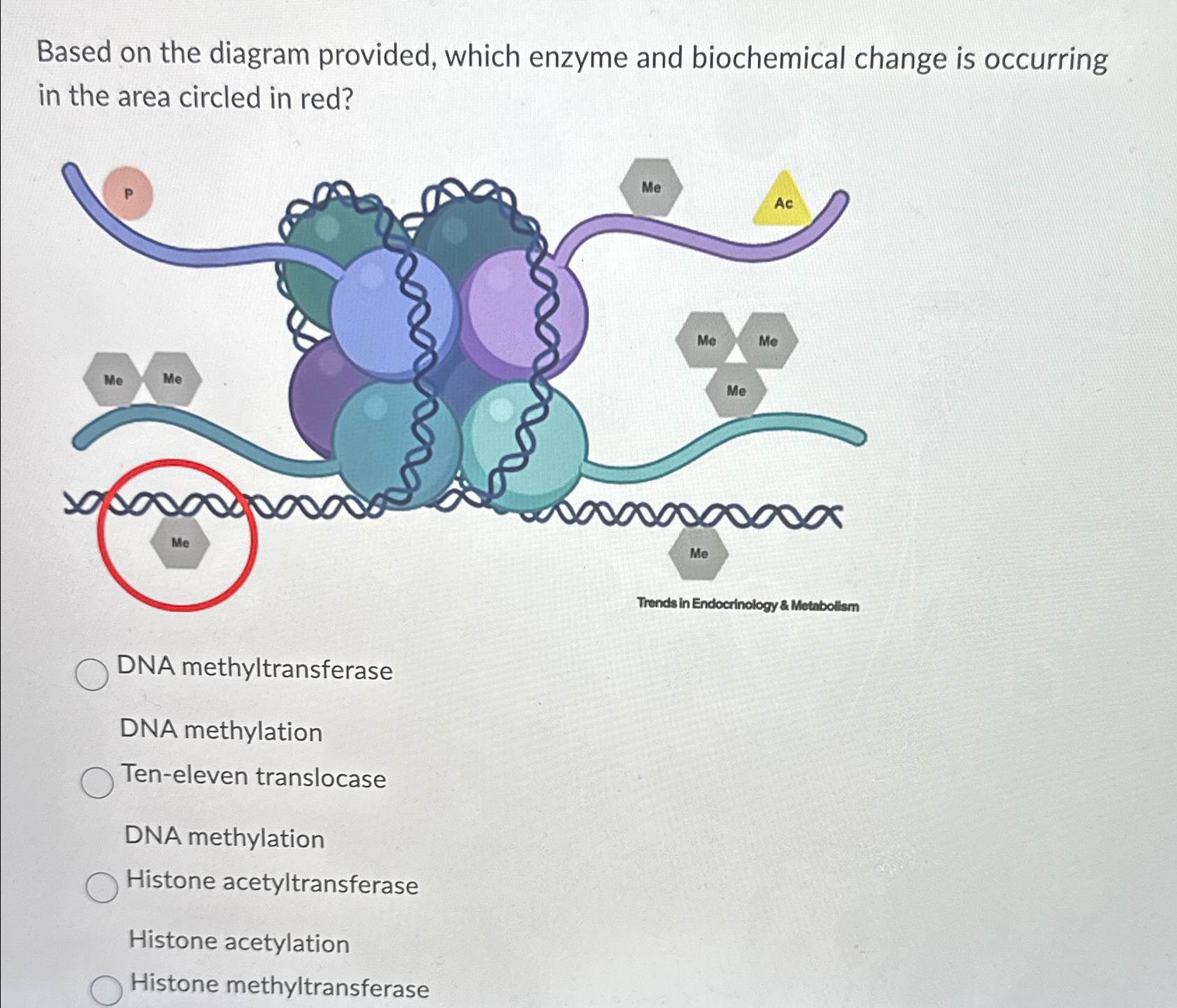 Solved Based on the diagram provided, which enzyme and | Chegg.com