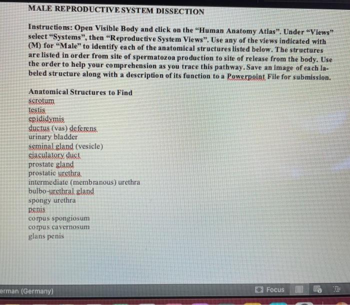 MALE REPRODUCTIVE SYSTEM DISSECTION Instructions: | Chegg.com