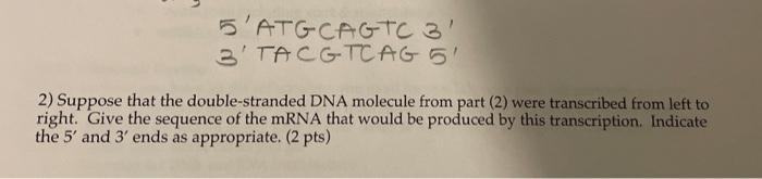 Solved 2) Suppose that the double-stranded DNA molecule from | Chegg.com