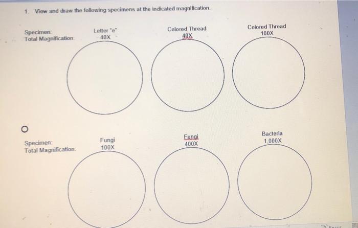1. View and draw the following specimens at the | Chegg.com