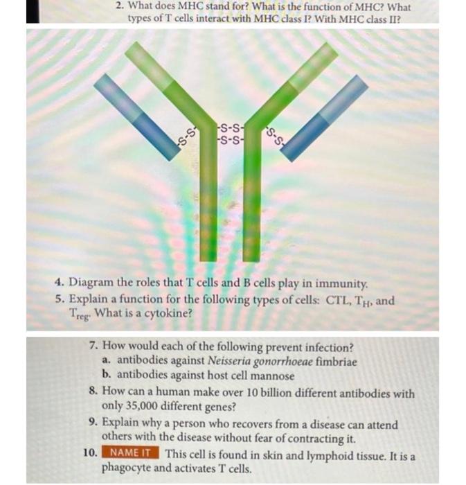 Solved 2. What does MHC stand for? What is the function of | Chegg.com
