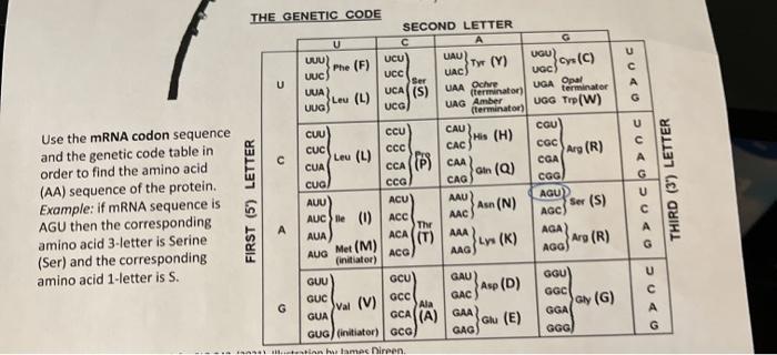 Solved Complete: DNA Coding 5' TTC CGT GCT AAT AAGTTA ATC | Chegg.com