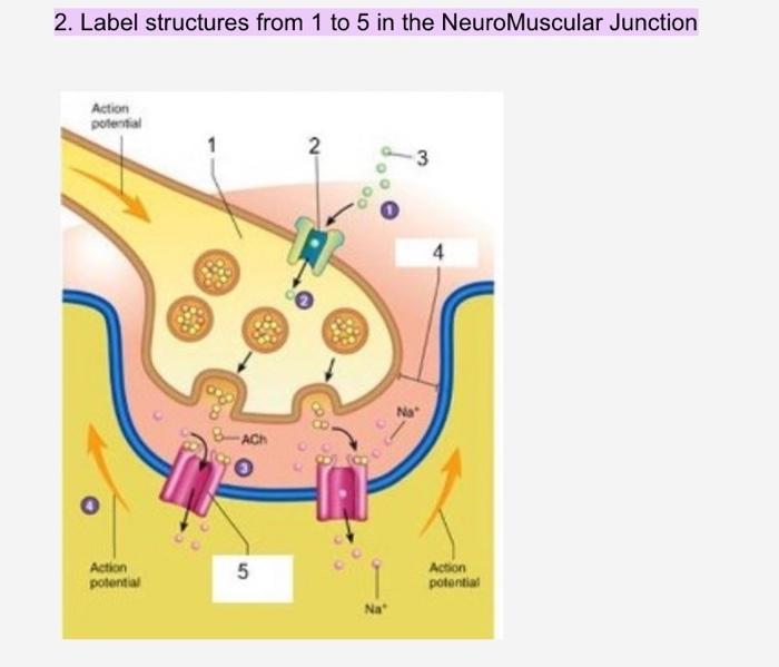 Solved 2. Label structures from 1 to 5 in the NeuroMuscular | Chegg.com
