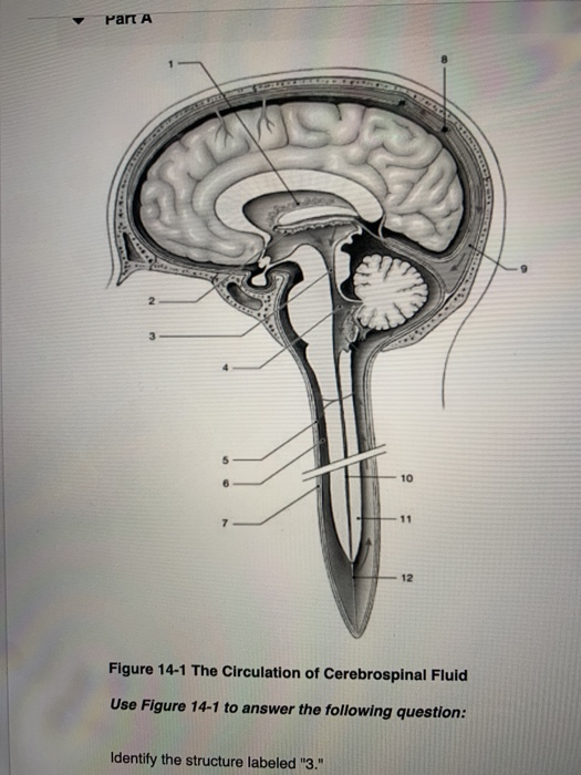 Solved Part A 10 11 12 Figure 14-1 The Circulation of | Chegg.com