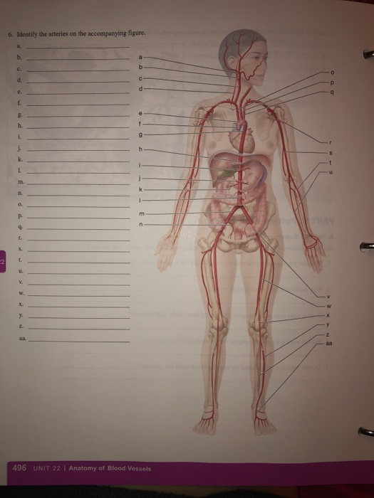 Solved 6. Identify the arteries on the accompanying figure. | Chegg.com