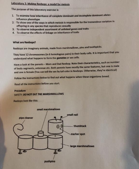 Solved Laboratory 3: Making Reebops: a model for meiosis The | Chegg.com