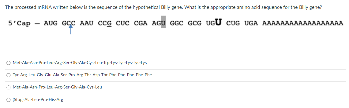 Solved The processed mRNA written below is the sequence of | Chegg.com