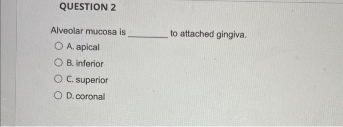 Solved With respect to the labial commissure(s), the | Chegg.com
