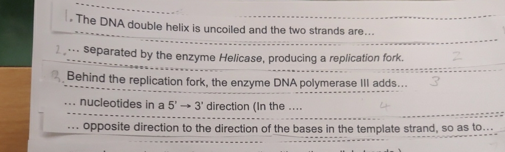 Solved The DNA double helix is uncoiled and the two strands | Chegg.com