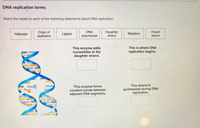 Solved DNA replication terms Match the labels to each of the | Chegg.com