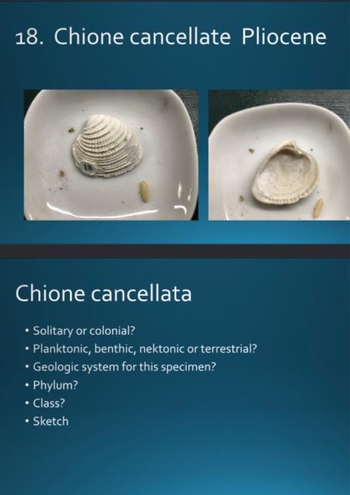 Solved 18. Chione cancellate Pliocene Chione cancellata • | Chegg.com