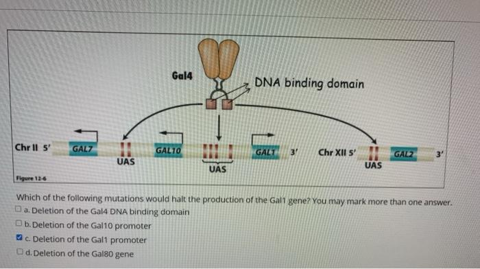Solved Gal4 DNA binding domain 31 Chr II 5 GALZ GAL10 GAL1 | Chegg.com