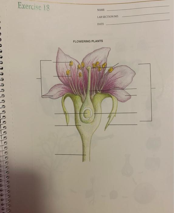 Solved Exercise 18 NAME LAB SECTION NO DATE FLOWERING PLANTS | Chegg.com Solved Exercise 18 NAME LAB SECTION NO DATE FLOWERING PLANTS | Chegg.com