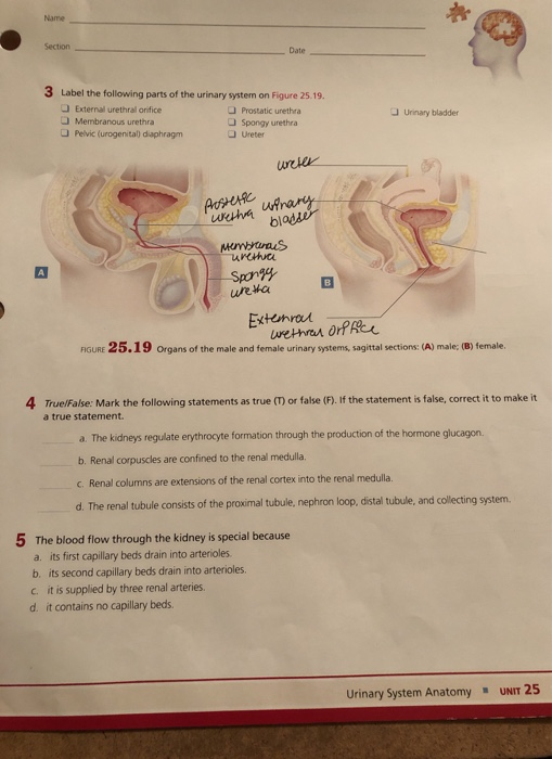 Solved Name Section Date 3 Label the following parts of the | Chegg.com