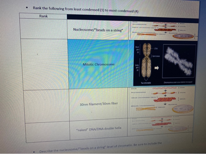 Solved . Rank the following from least condensed (1) to most | Chegg.com