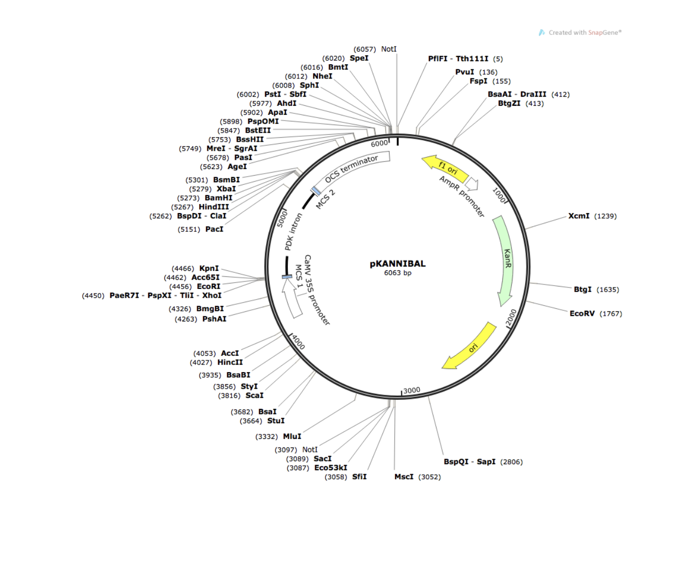 Solved D Created with SnapGene* 1. Screening the vector for | Chegg.com