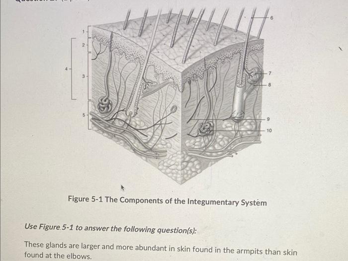 Solved Figure 5-1 The Components of the Integumentary System | Chegg.com