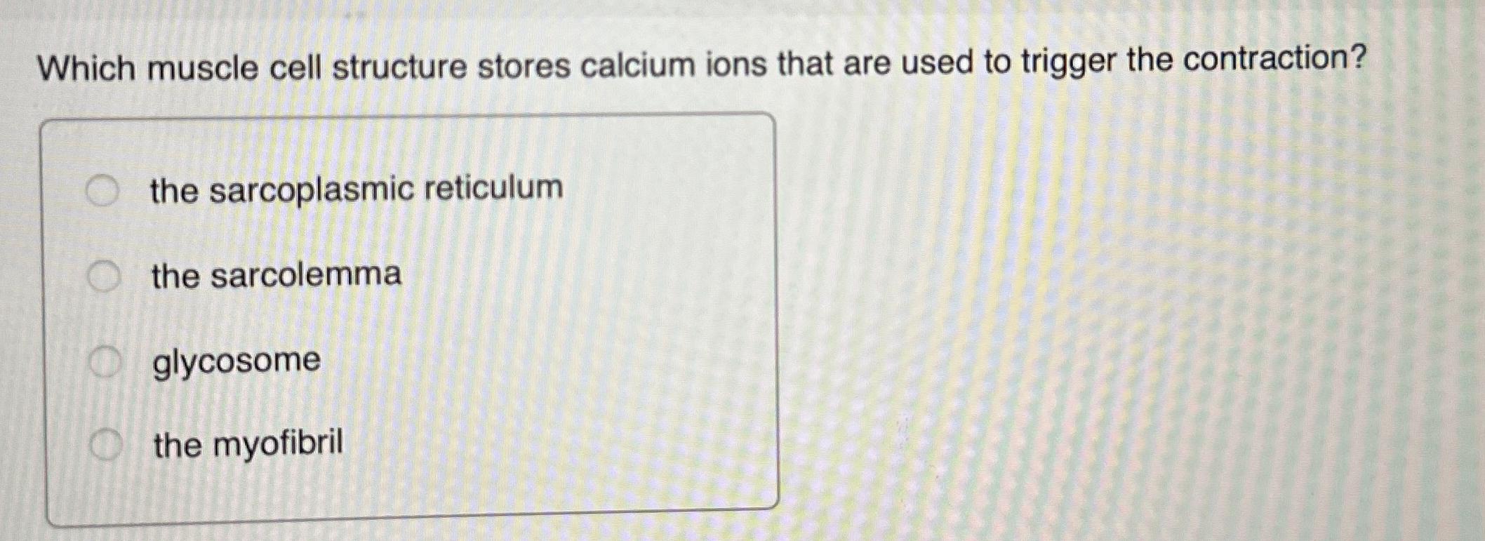 Solved Which muscle cell structure stores calcium ions that | Chegg.com