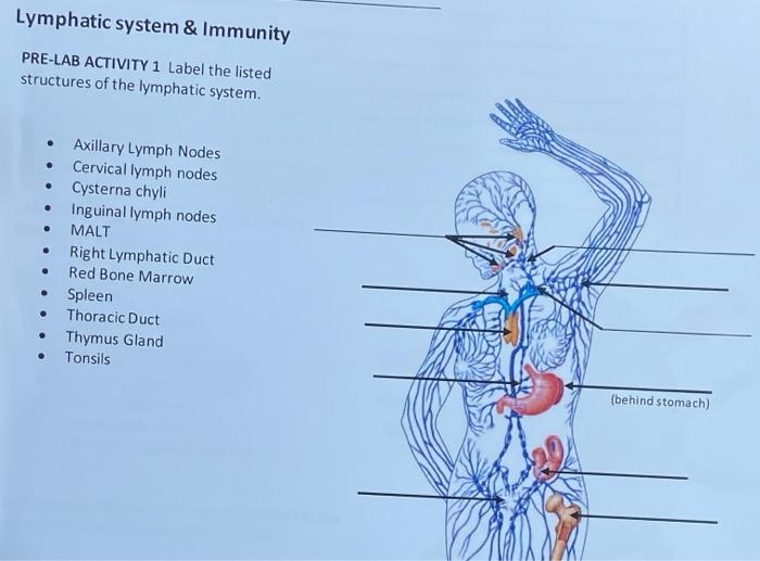Solved Lymphatic system & Immunity PRE-LAB ACTIVITY 1 Label | Chegg.com Solved Lymphatic system & Immunity PRE-LAB ACTIVITY 1 Label | Chegg.com