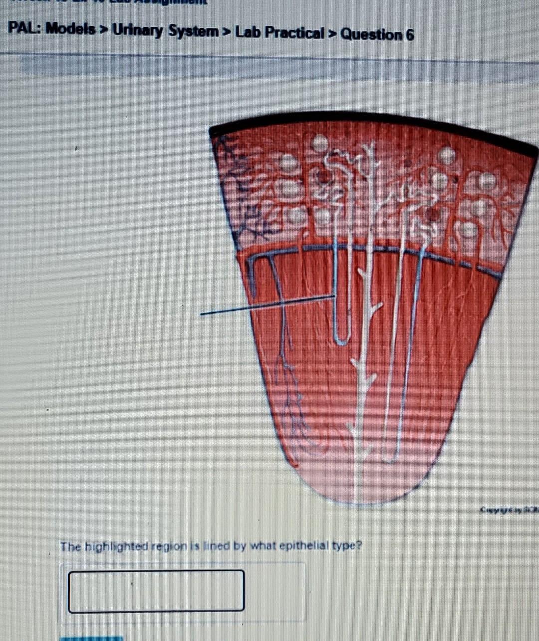 Solved PAL: Models > Urinary System > Lab Practical > | Chegg.com