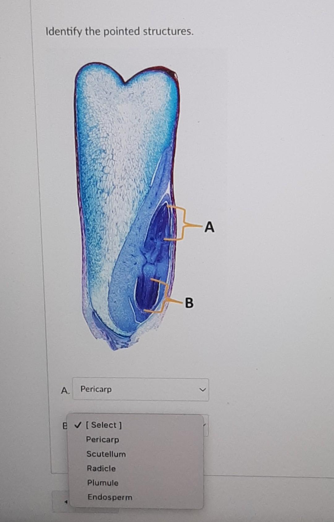Solved Identify the pointed structures. A. Pericarp E | Chegg.com