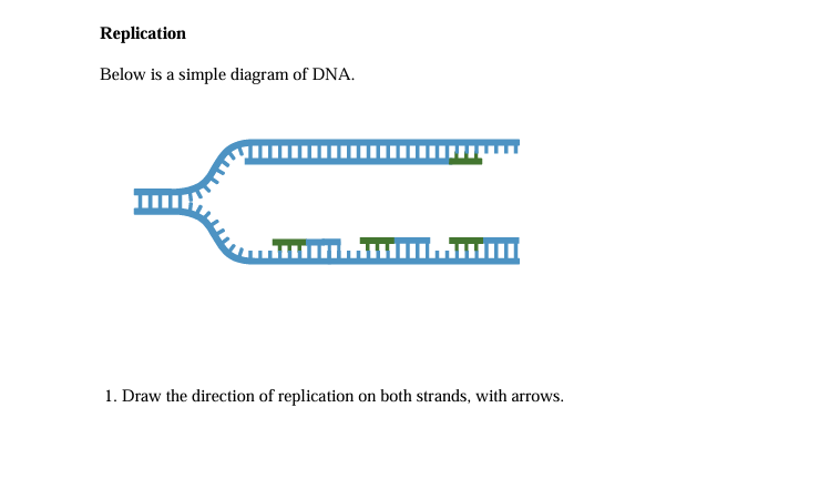 Solved ReplicationBelow is a simple diagram of DNA.Draw the | Chegg.com