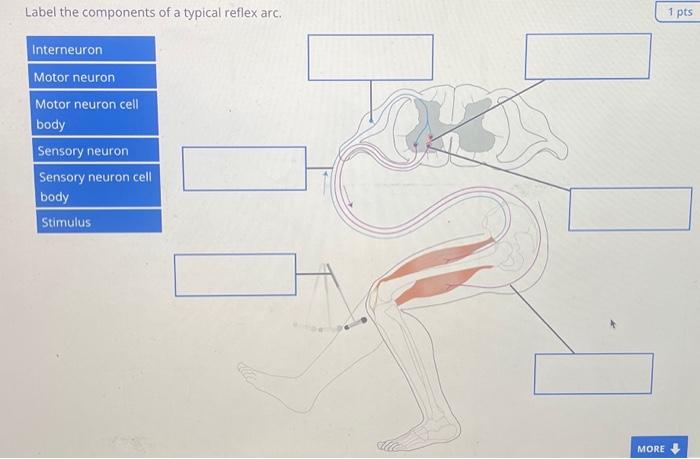 Solved What happens when the following muscles contract? | Chegg.com