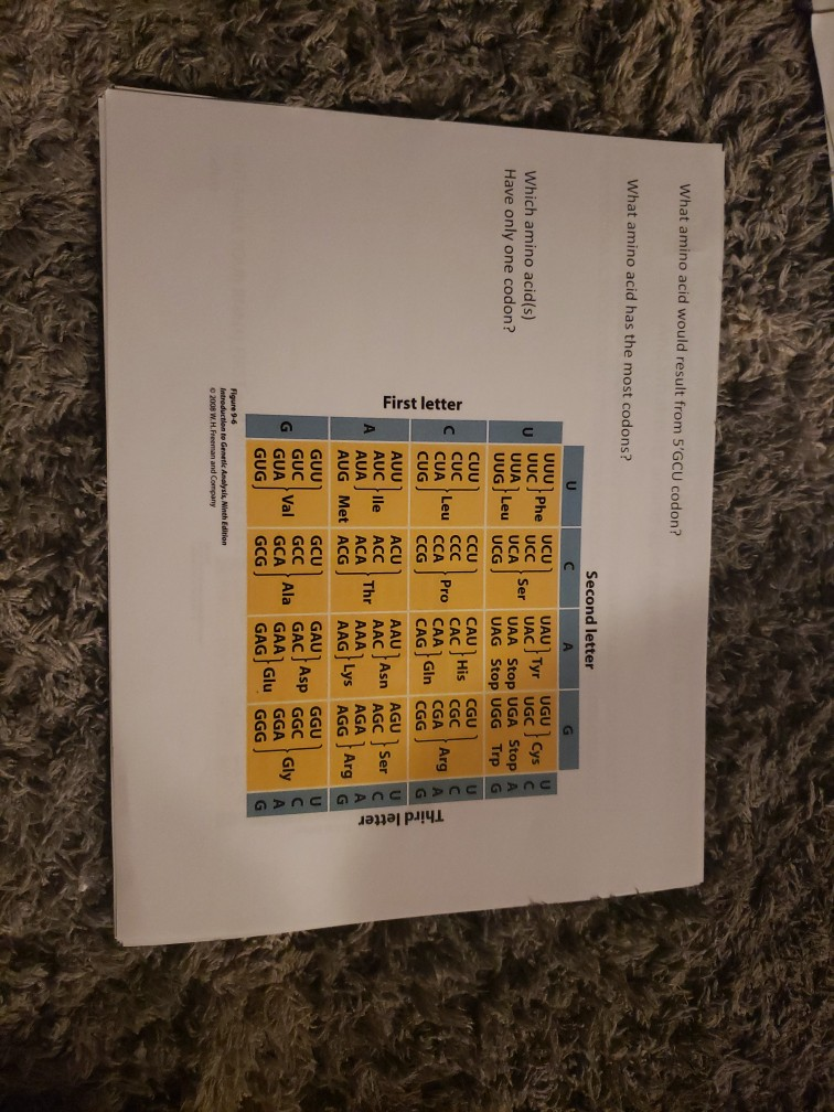 Solved What amino acid would result from 5'GCU codon? What | Chegg.com