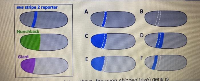 Solved eve stripe 2 reporter A B Hunchback C D Giant E F L | Chegg.com