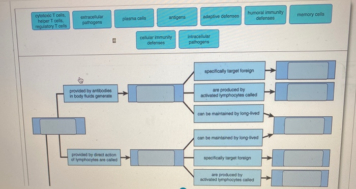 Solved antigens adaptive defenses humoral immunity defonses | Chegg.com