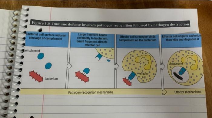 Solved Figure 1.6 Immune defense involses pathogen | Chegg.com