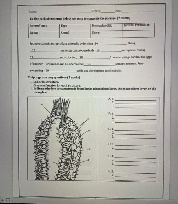 Solved Name: _Section: Date: Porifera (Sponge) Worksheet 1. | Chegg.com