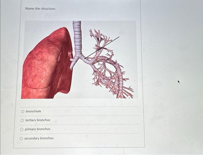 Solved Name the structure: primary bronchus secondary | Chegg.com