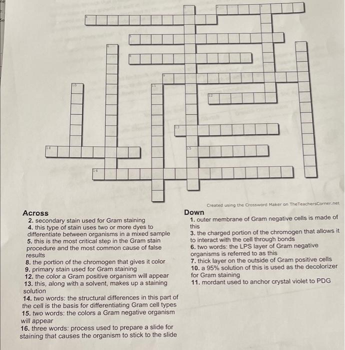 Solved Across 2. secondary stain used for Gram staining 4. | Chegg.com