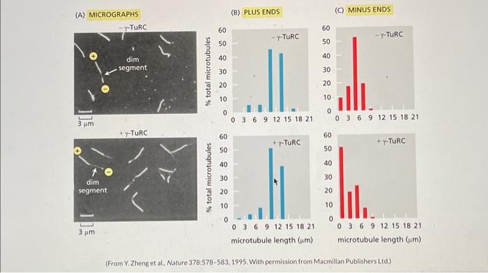 Solved To determine whether γ-TuRC nucleates microtubules at | Chegg.com
