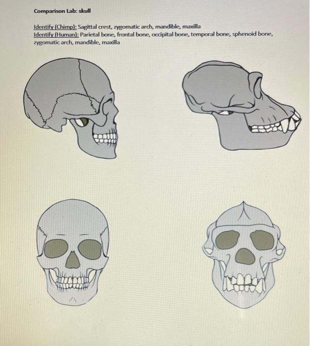Solved Comparison Lab: skull Identify (Chimp): Sagittal | Chegg.com